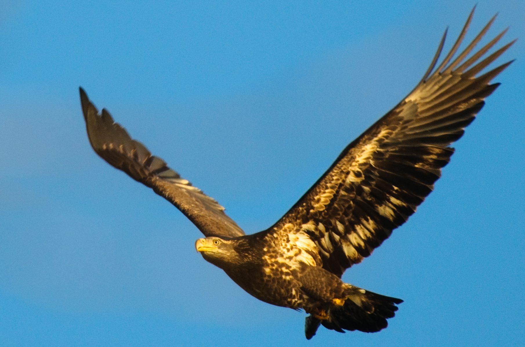 Conowingo eagles | Mike Walker Photography